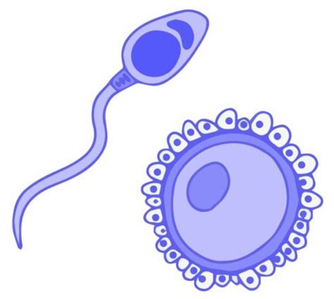 Difference Between Asexual And Sexual Reproduction American Edition VIVA DIFFERENCES