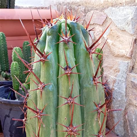 Trichocereus Werdermannianus Cv Jl Live Plant Freaky Cacti