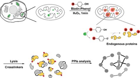 Subcellular Interactomes Revealed By Merging APEX With Cross Linking Mass Spectrometry THE