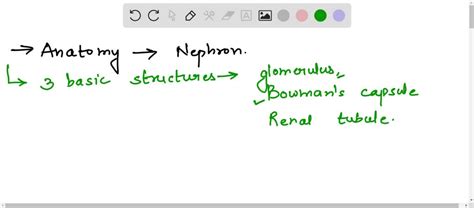 SOLVED Explain The Anatomy Of A Nephron And Function Of Its Each Component