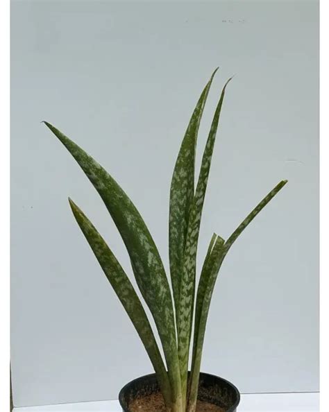 صبار جلد النمر اصفر 30 70 سم