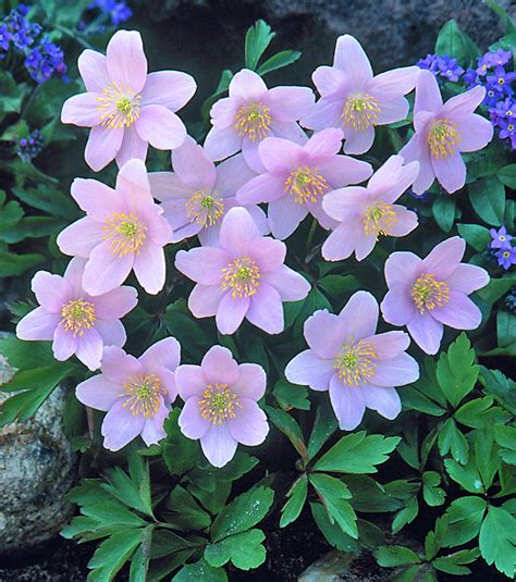 Купить Анемона Alba-rosea (Nemorosa) в Москве | Greendacha