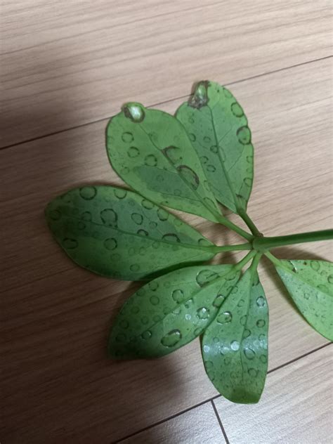 무늬홍콩야자 잎 지식in