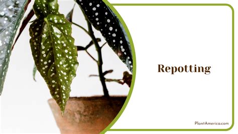 Begonia Maculata Care Tips For Growing And Propagation Plant America