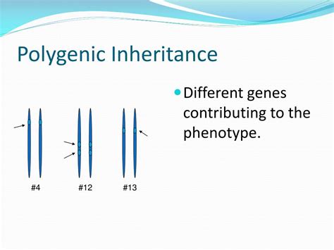 Ppt Polygenic Inheritance Powerpoint Presentation Free Download Id