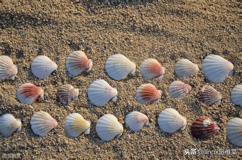 Linux 常用 Shell 命令详解：find、cd、lsdir、clear、dirs、mv 等命令的用法 Linux命令大全手册