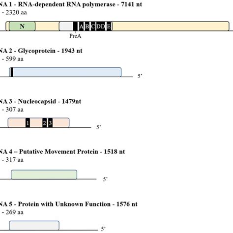 Genomic Structure Of The Five Negative Sense Rna Segments Identified Download Scientific