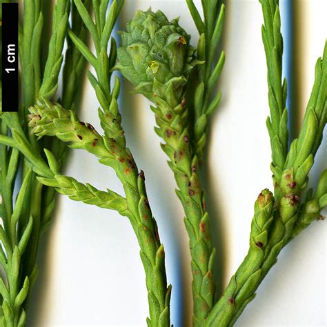Glyptostrobus Pensilis Trees And Shrubs Online