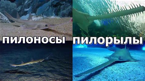 РЫБЫ-ПИЛЫ - YouTube