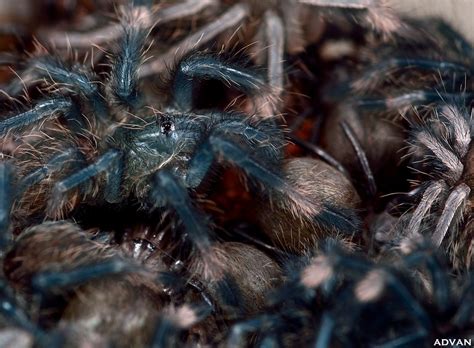Psalmopoeus Langenbucheri Arachnoboards