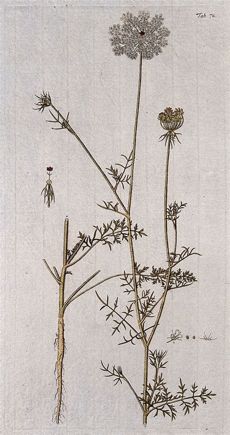 Daucus Carota Illustration