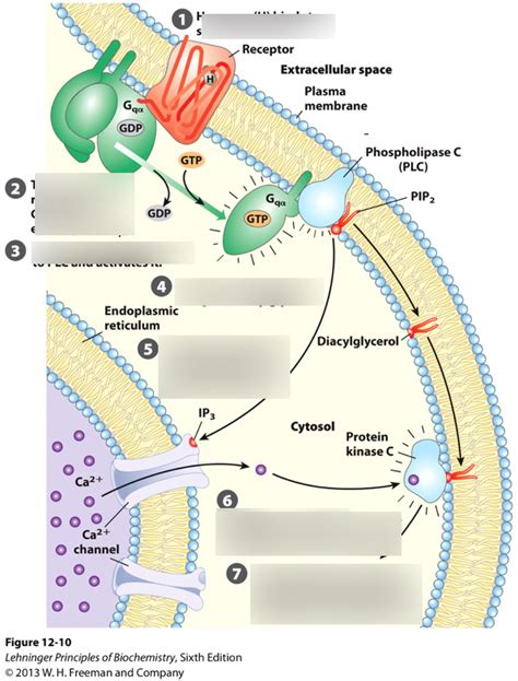 Insulin Signalling Cascade Diagram Quizlet