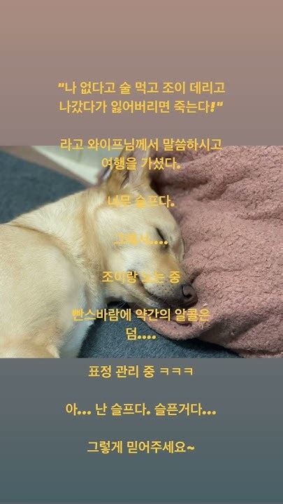나 없다고 술 먹고 조이 데리고 나갔다가 잃어버리면 죽는다 라고 와이프님께서 말씀하시고 여행을 가샸다 너무 슬프다 그래서 조이랑 노는 중 빤스바람에 약간의