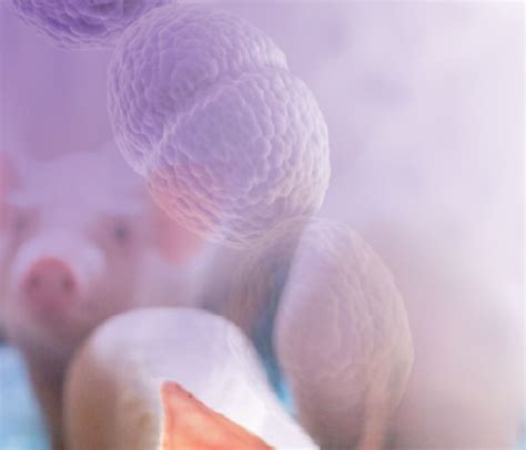 Streptococcus Suis Serotipo 9 En Brasil