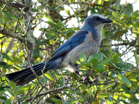 Fun Florida Scrub Jay Fun Facts Birdorable Blog