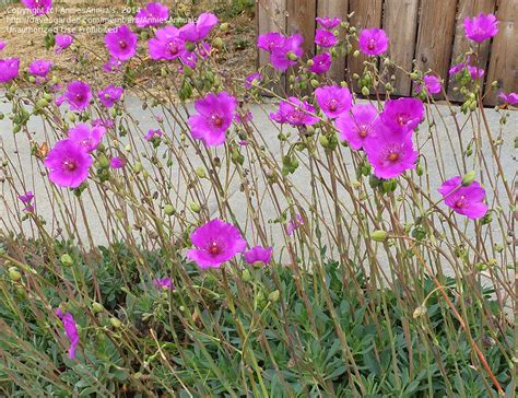 Plantfiles Pictures Cistanthe Species Rock Purslane Cistanthe