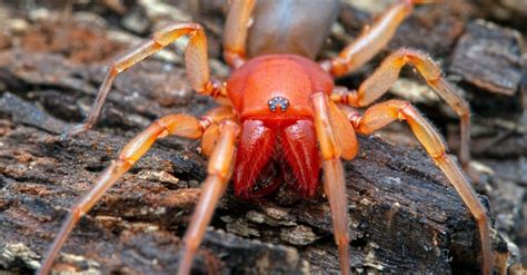 Sowbug Killer Spider