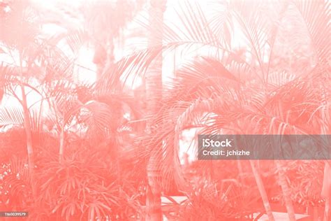 태양 누출 효과가있는 열대 야자수 잎 트렌디 한 산호 색 배경의 꽃 무늬 배너 복사 공간 이국적인 손바닥 보케 톤 여름 휴가 및 여행 개념 2019년에 대한 스톡 사진 및