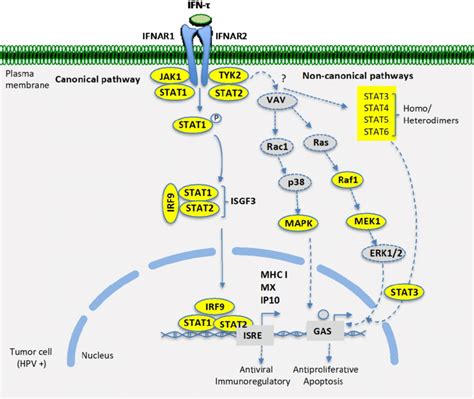 Schematic That Illustrates The Hypothesis Of How The Interferon Tau