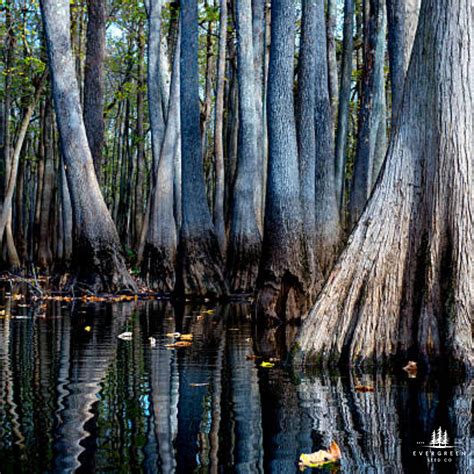 Water Tupelo Tree Seeds — Nyssa Aquatica Native Wetland Tree