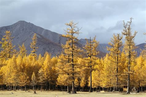 Mongolia stock photo. Image of mongolia, yellow, forest - 24502474
