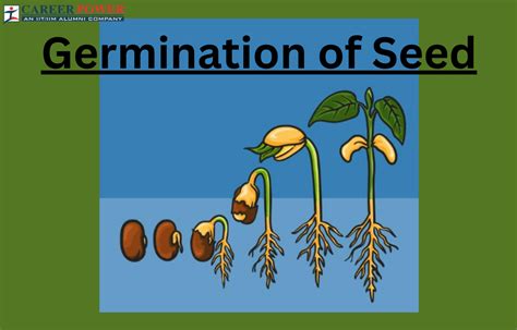 Seed Germination Definition Steps Factors Affecting Them Themeroute