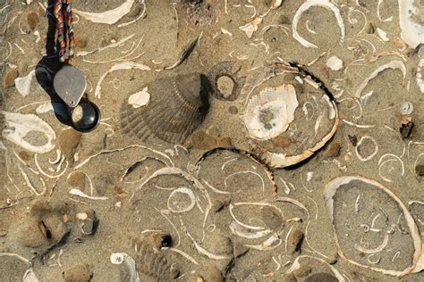 Pliocene Bivalve Fossils In Sandstone Oregon Geology Pics