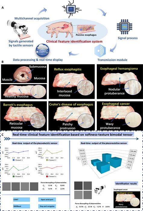 Quantitative Softness And Texture Bimodal Haptic Sensors For Robotic