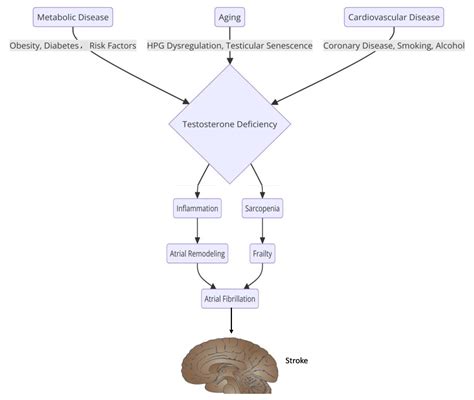 The Pathophysiology Of Sex Differences In Stroke Risk And Prevention In