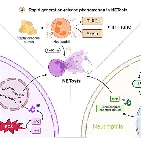 Pdf The Perspectives Of Netosis On The Progression Of Obesity And Obesity Related Diseases