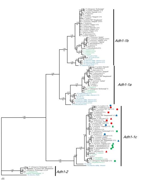Bayesian Majority Rule Consensus Tree For Reduced Adh1 Posterior