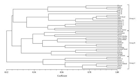 Dendrogram Of 40 Rice Varieties Based On Upgma Cluster Analysis Of Dice