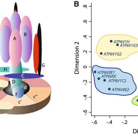 Subunits Of The Human V Atpase Protein And The Similarity Of The Genes