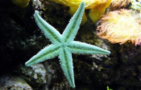 Echinoderms What Are Characteristics Reproduction Classification Echinoderms What Are Characteristics Reproduction Classification