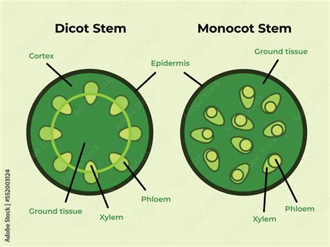 Diagram Showing Cross Sectional Plan Dicot Stem Vecto