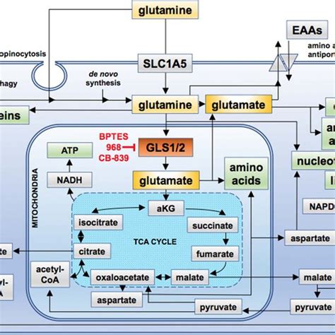 Cellular Glutamine Uptake Routes And Intracellular Utilization Download Scientific Diagram