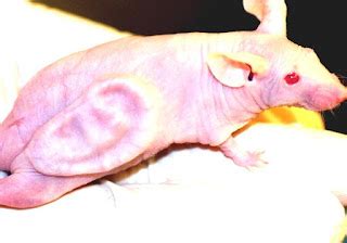 Vacanti Mouse Human Ear On Mouse