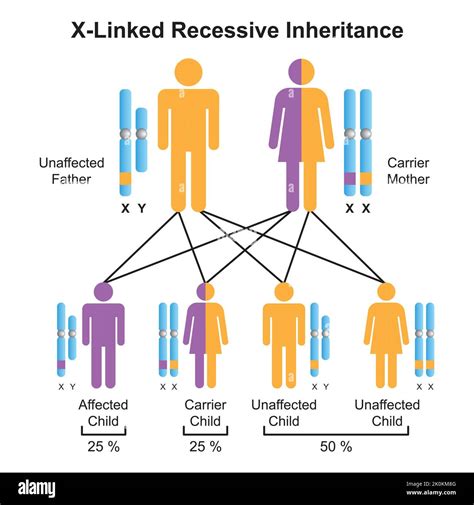 Scientific Designing Of X Linked Recessive Inheritance Colorful