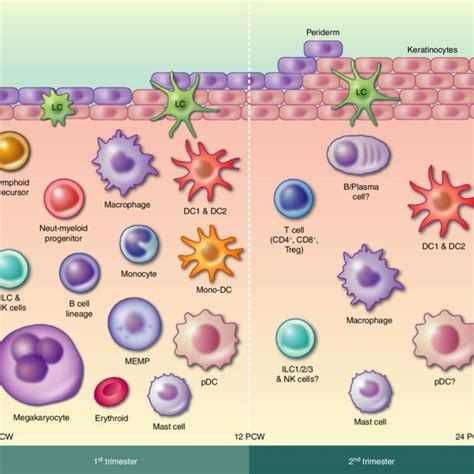Overview Of The Immune Cells Present In First And Second Trimester Download Scientific Diagram