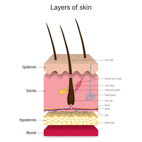 1 100 Hair Follicle Diagram Stock Illustrations Royalty Free Vector Graphics And Clip Art Istock