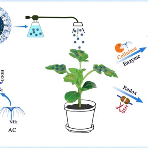 Schematic Diagram For Preparation Of P Asb Nanoparticle And