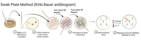 Combatting Microbes Antibiogram Dr Olis Microbiology Online Laboratory Manual
