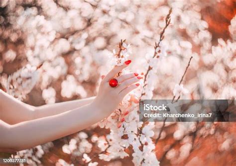 봄 여자 손 봄 꽃 나무에 닿는다 레드 매니큐어 젤 폴란드어 귀중한 루비의 황금 반지 가을 추상 보케 자연 배경입니다 흰색 나뭇 가지 꽃입니다 얼굴없이 촬영 4월에 대한