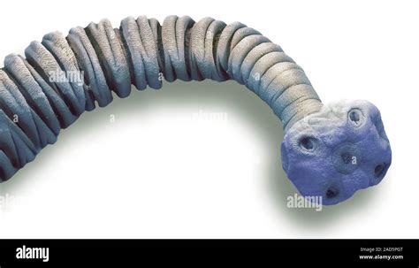 La Tenia Echinococco Metacestode Scanning Electron Microfotografia