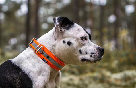 Jak wyciągnąć kleszcza psu w bezpieczny sposób