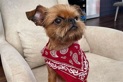 Ознаки які говорять про те що власник розбалував собаку