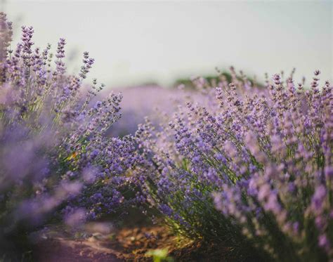 Sandy Crisp Counseling And Coaching Telehealth In Texas