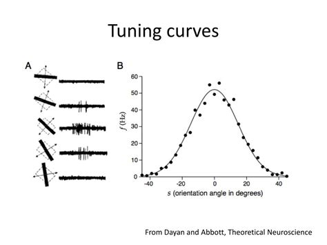 Ppt What Do We Know About Primary Visual Cortex V1 Powerpoint Presentation Id 6826418