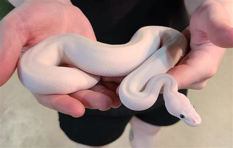 Python Regius Ball Python Super Lesser Female 7 Ball Pyth