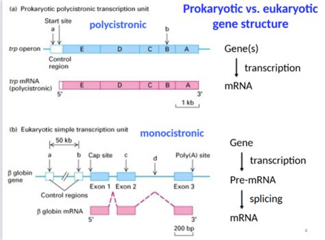 Chapter RNA Processing Flashcards Quizlet